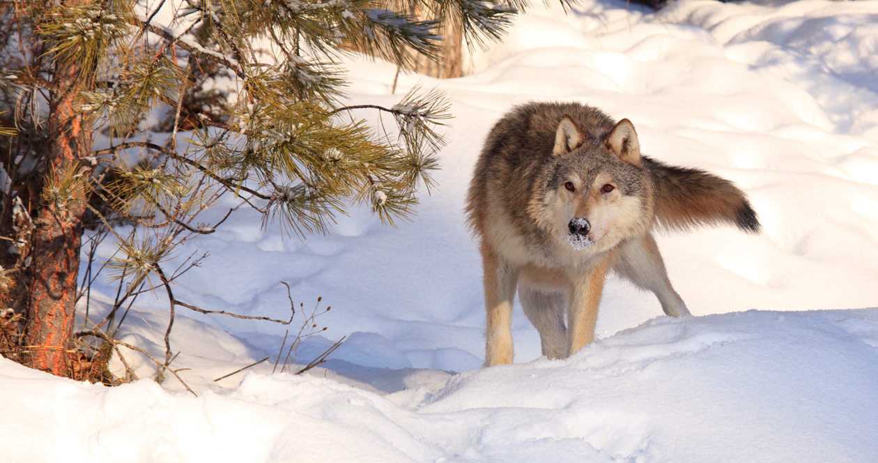 CPW holds second wolf reintroduction education session // GOHUNT. The ...