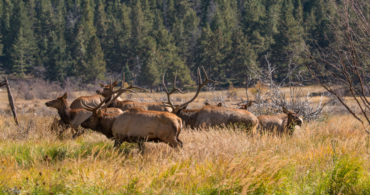 IDFG killed over 200 elk for depredation study last year // GOHUNT. The ...