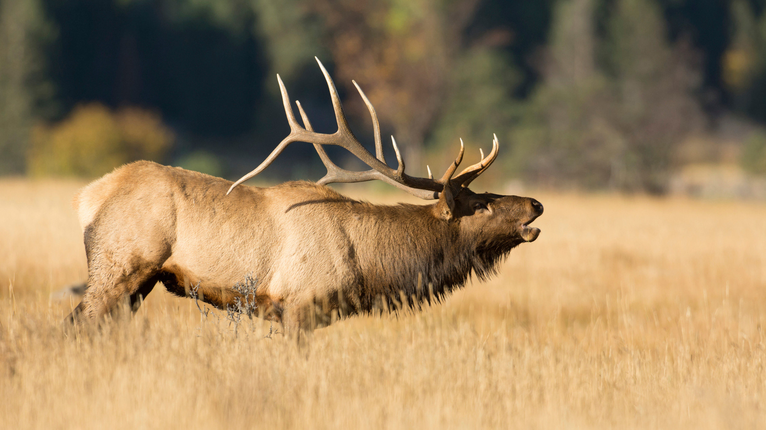 Elk numbers rebound in Yellowstone // GOHUNT. The Hunting Company