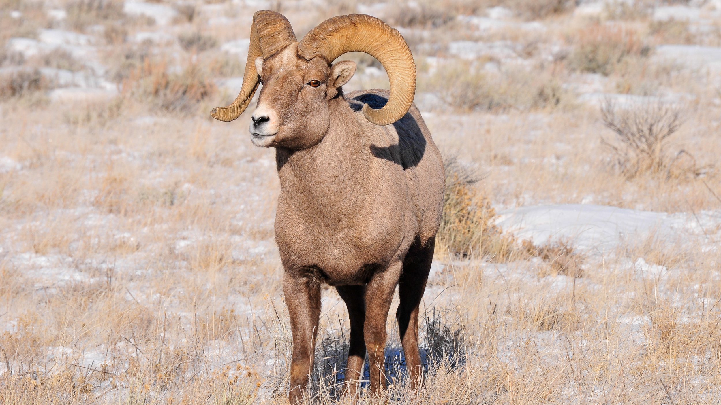 Oregon seeks help with catching ram poacher // GOHUNT. The Hunting Company