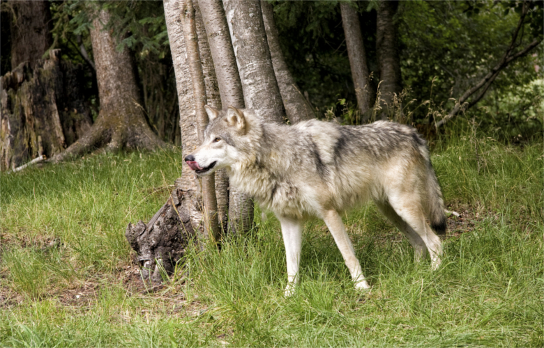 California finalizes gray wolf management plan // GOHUNT. The Hunting ...