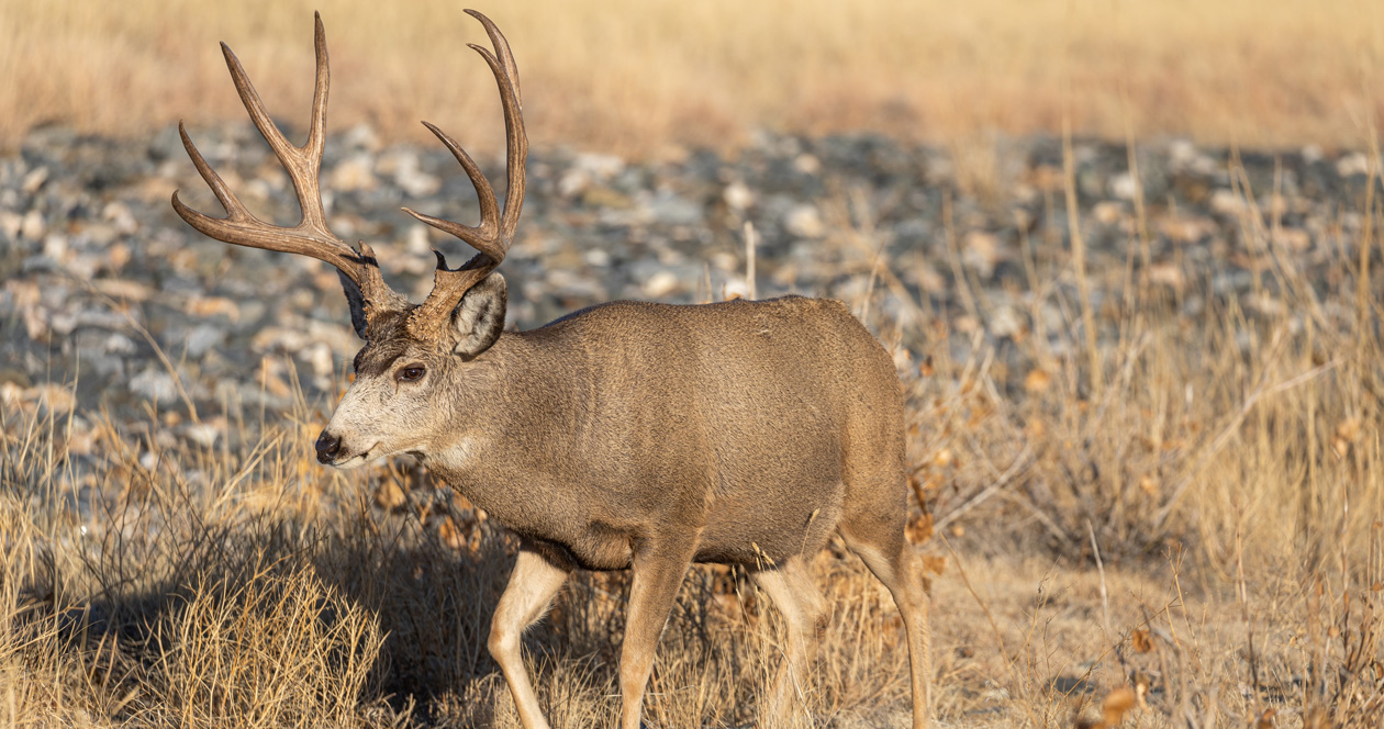 How to Apply for Nevada Mule Deer Hunts and More for 2023 // GOHUNT ...