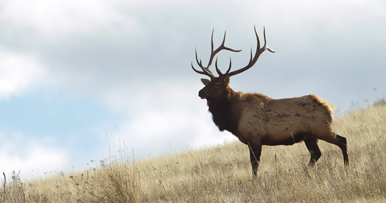 Colorado seeking information on elk poachers // GOHUNT. The Hunting Company