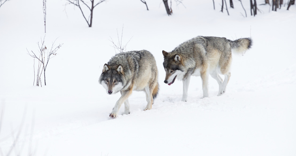 Wolf hunting comes to Wisconsin // GOHUNT. The Hunting Company