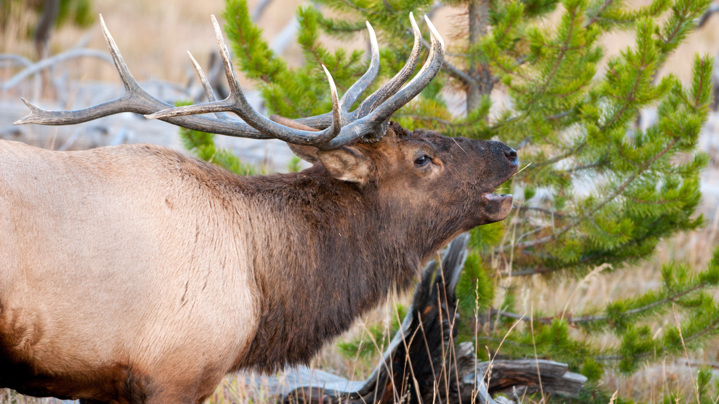 Application Strategy 2024: Oregon elk and antelope // GOHUNT. The ...