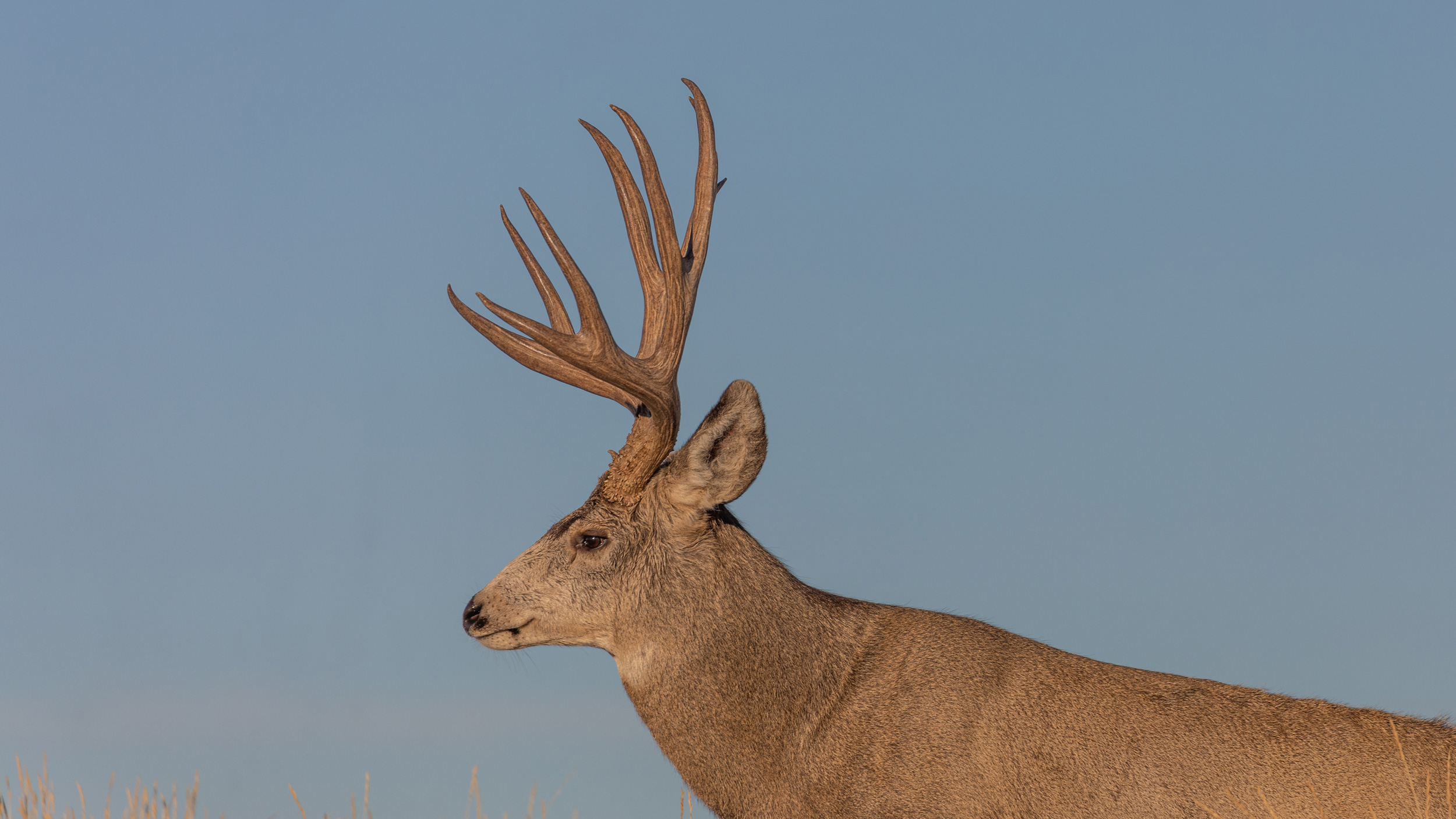 Application Strategy 2026: Tactics for Arizona nonresident over-the ...