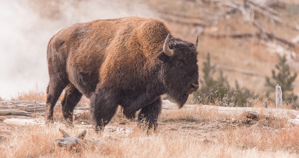 Wyoming announces bison hunt on North Fork // GOHUNT. The Hunting Company