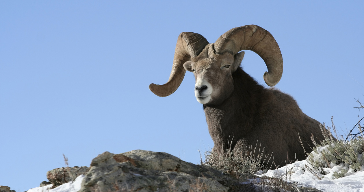 Application Strategy 2022: Wyoming sheep, moose, goat & bison // GOHUNT ...