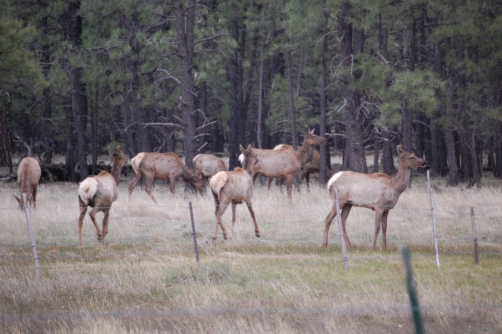 Arizona Unit 3B Unit Profile // GOHUNT. The Hunting Company