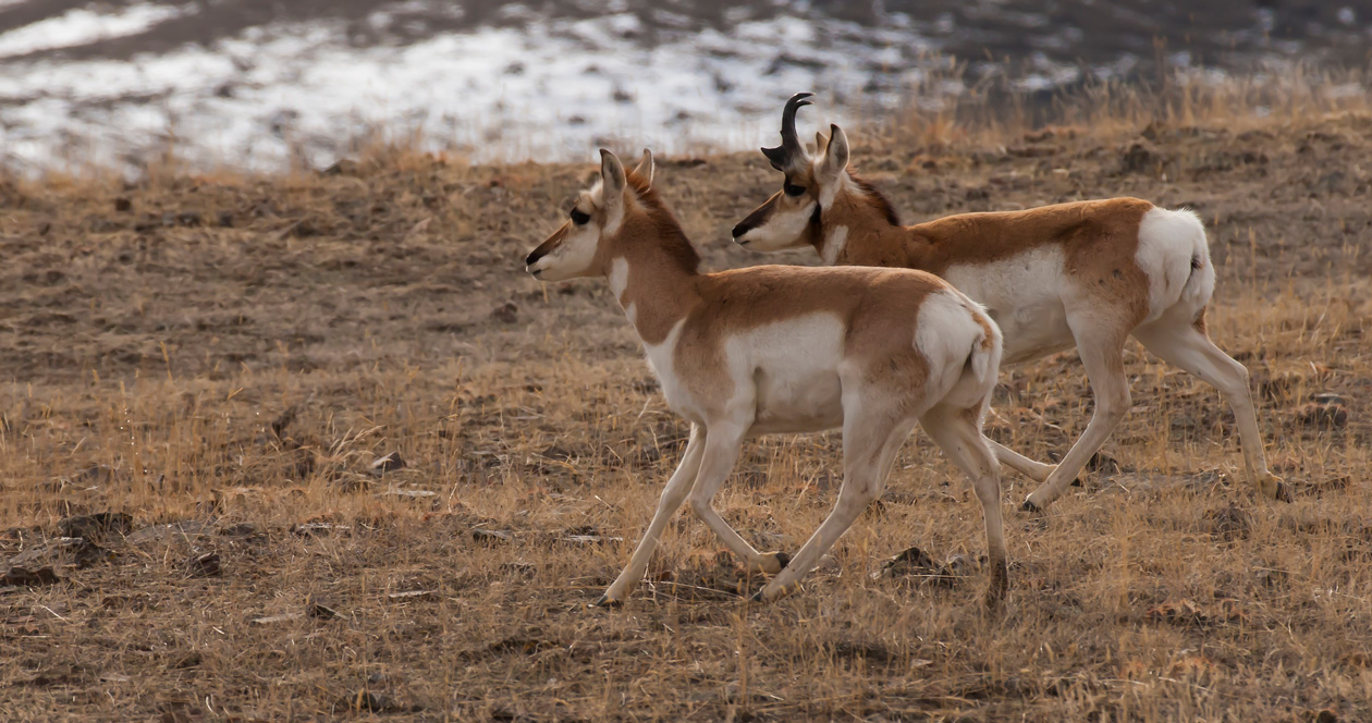 Montana holds antelope game damage hunt // GOHUNT. The Hunting Company