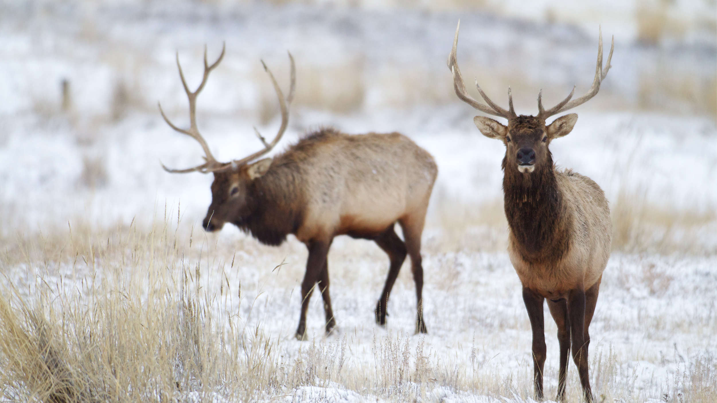 Montana elk test negative for brucellosis // GOHUNT. The Hunting Company