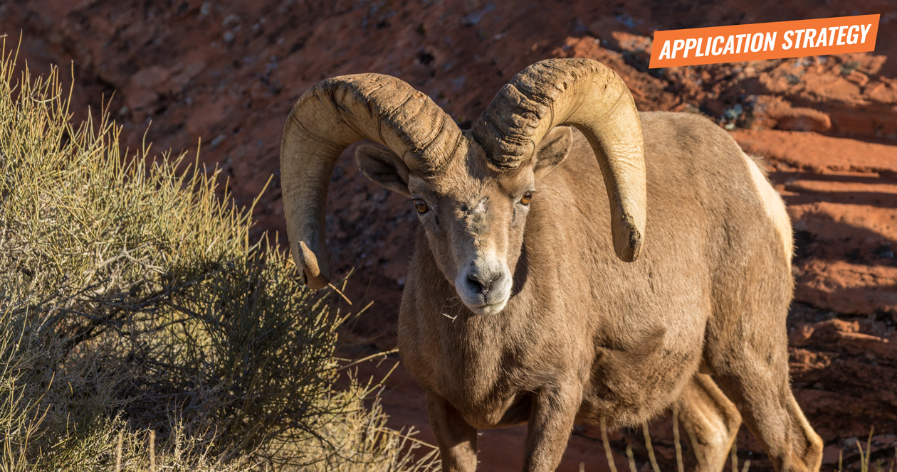 APPLICATION STRATEGY 2018: California Elk and Sheep // GOHUNT. The Hunting Company