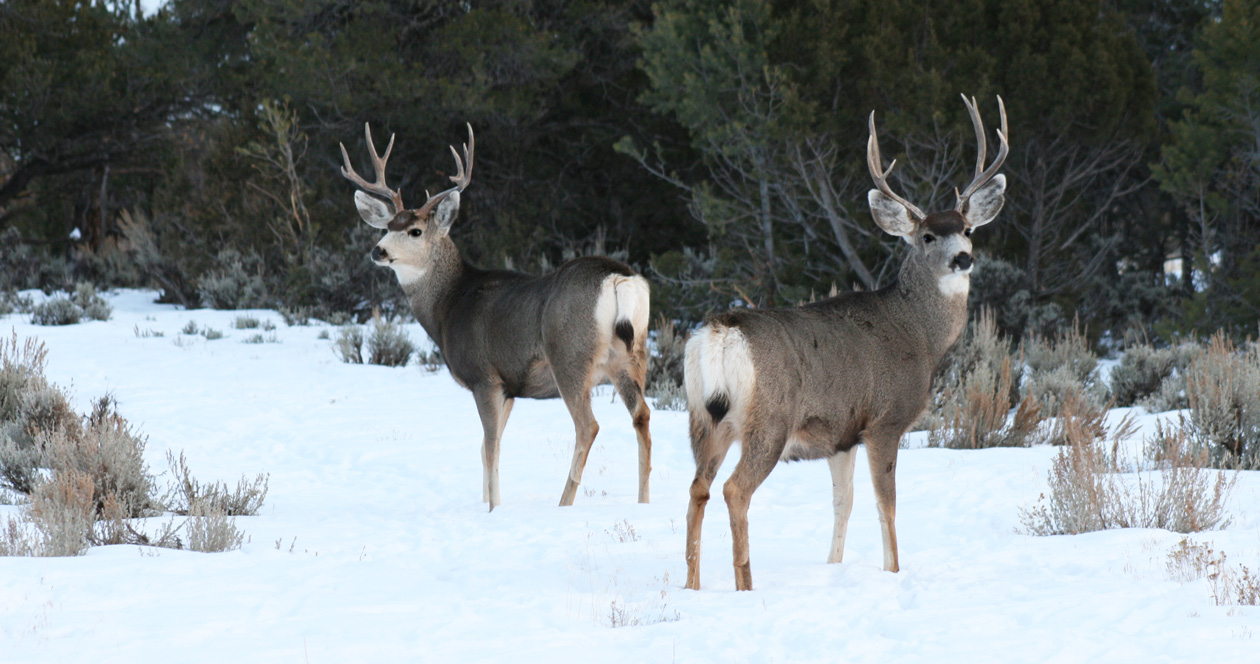 65 deer harvested last week during Montana CWD “special” hunt // GOHUNT ...