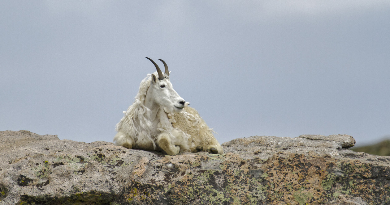 Mountain goat cull halted in Grand Teton // GOHUNT. The Hunting Company
