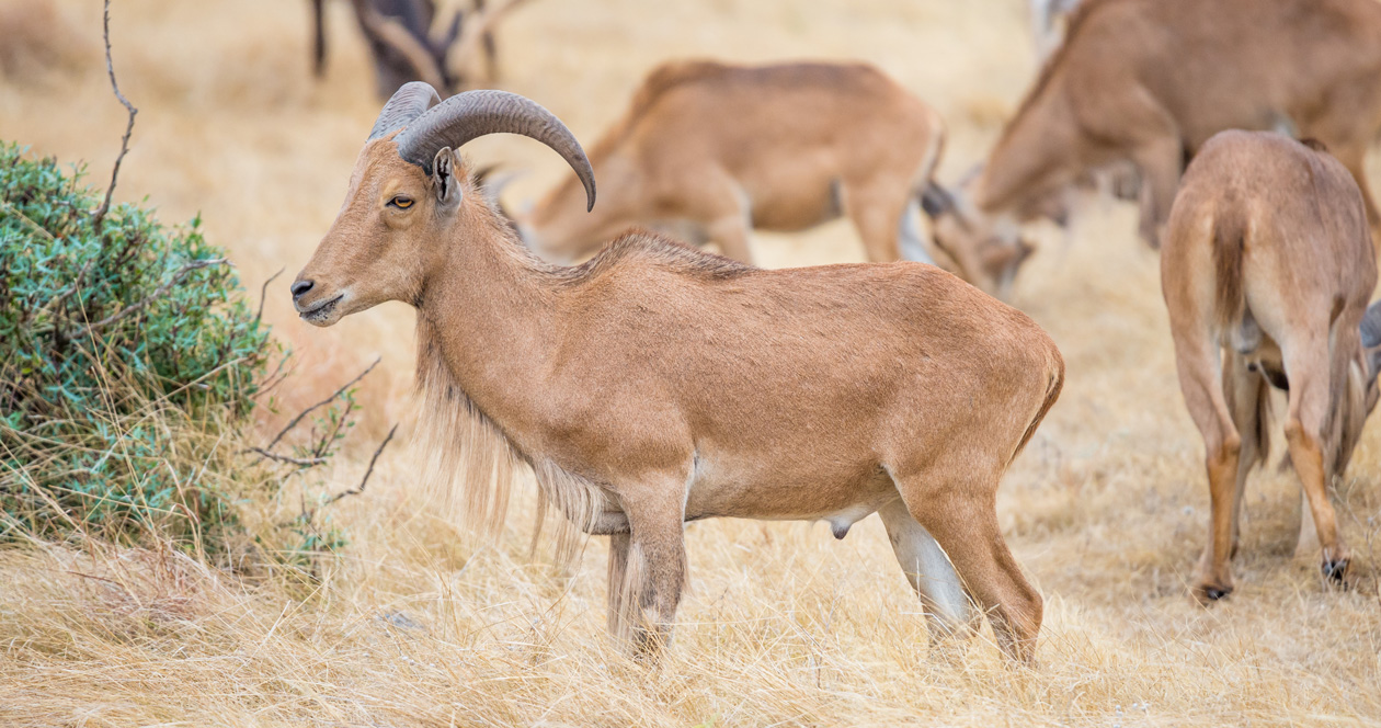 Exotic game species stresses desert bighorn sheep in Texas // GOHUNT ...
