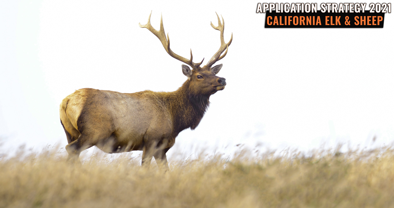 APPLICATION STRATEGY 2021: California Elk and Sheep // GOHUNT. The ...