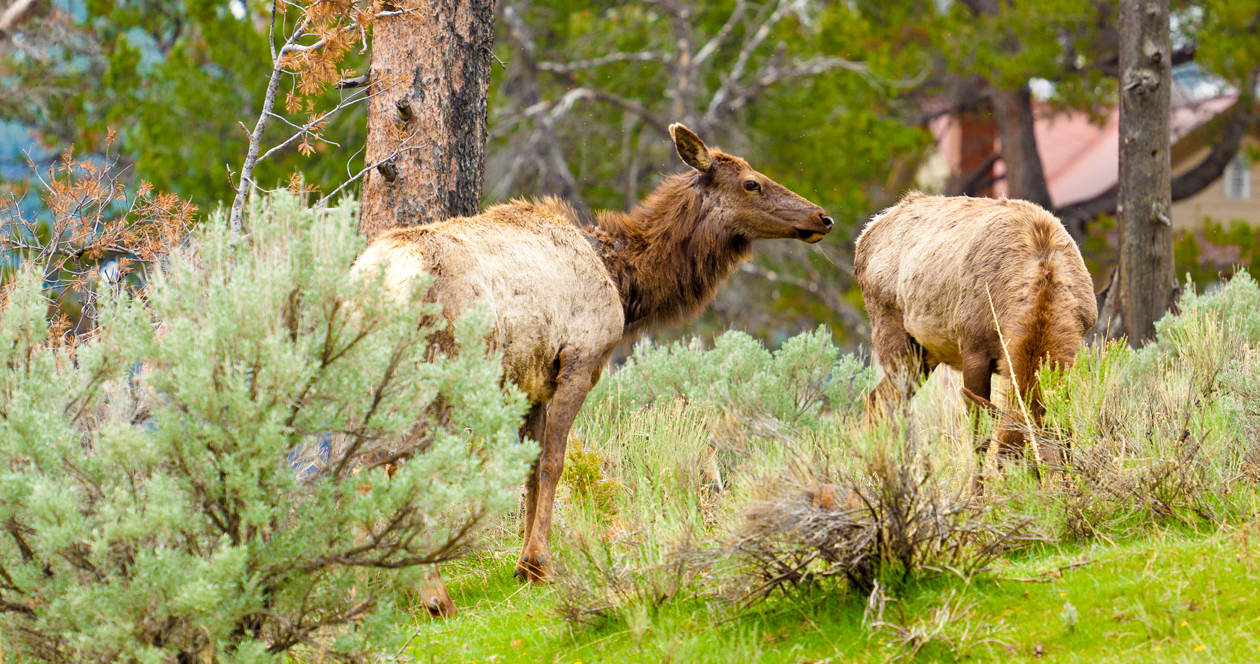 California asks public for help identifying cases of elk hoof disease ...