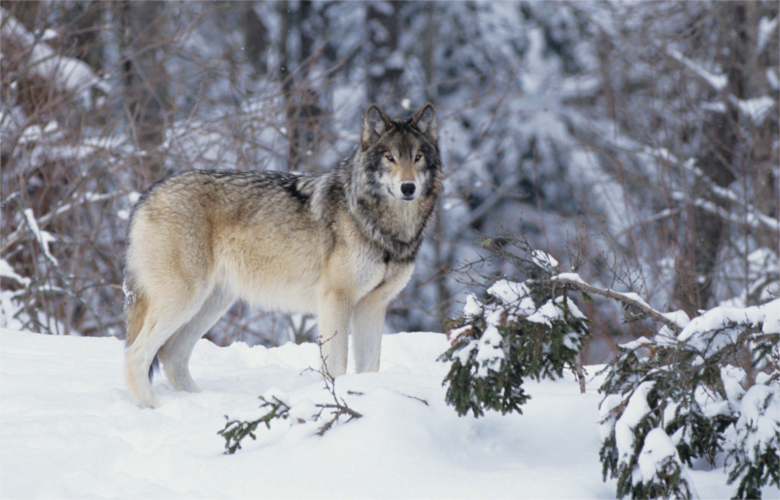 No change in wolf protection status // GOHUNT. The Hunting Company