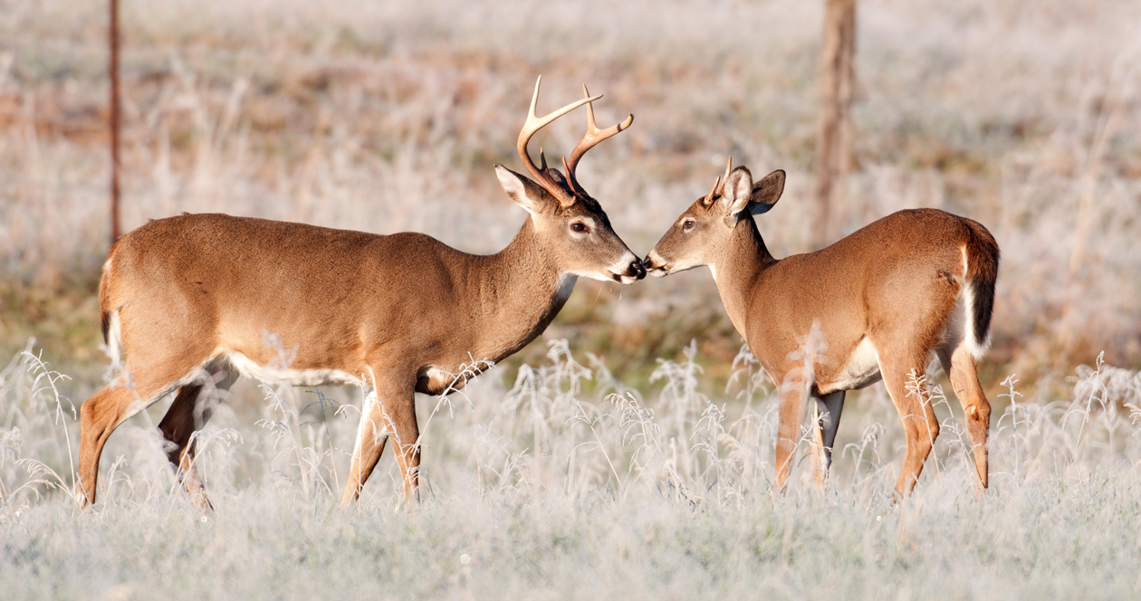 Four North Dakota men convicted of poaching multiple deer // GOHUNT ...