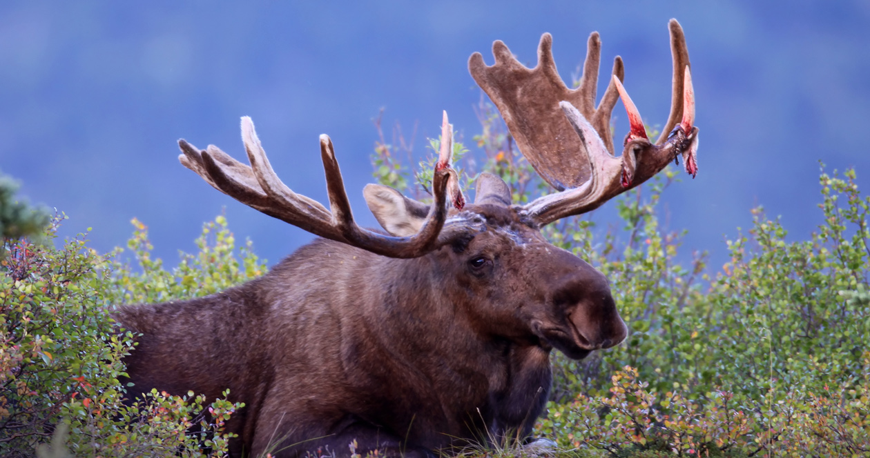 Vermont suggests fewer moose could result in fewer ticks // GOHUNT. The ...