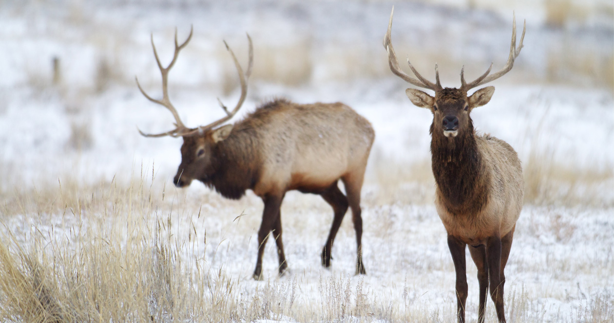 Washington seeks solutions to overabundant elk population // GOHUNT. The Hunting Company