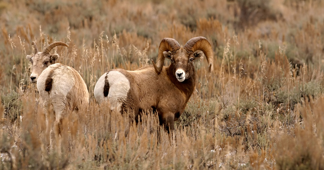 WGFD to open bighorn sheep hunting to the Owl Creek Portion of Area 5 ...