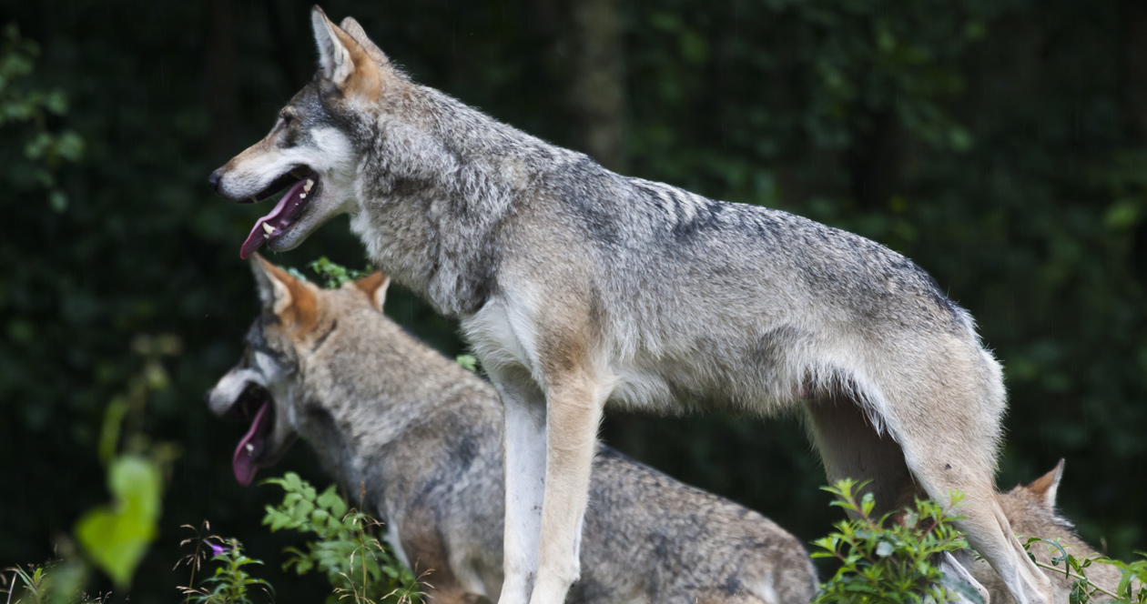 Michigan biologist discusses wolf facts versus myths // GOHUNT. The ...