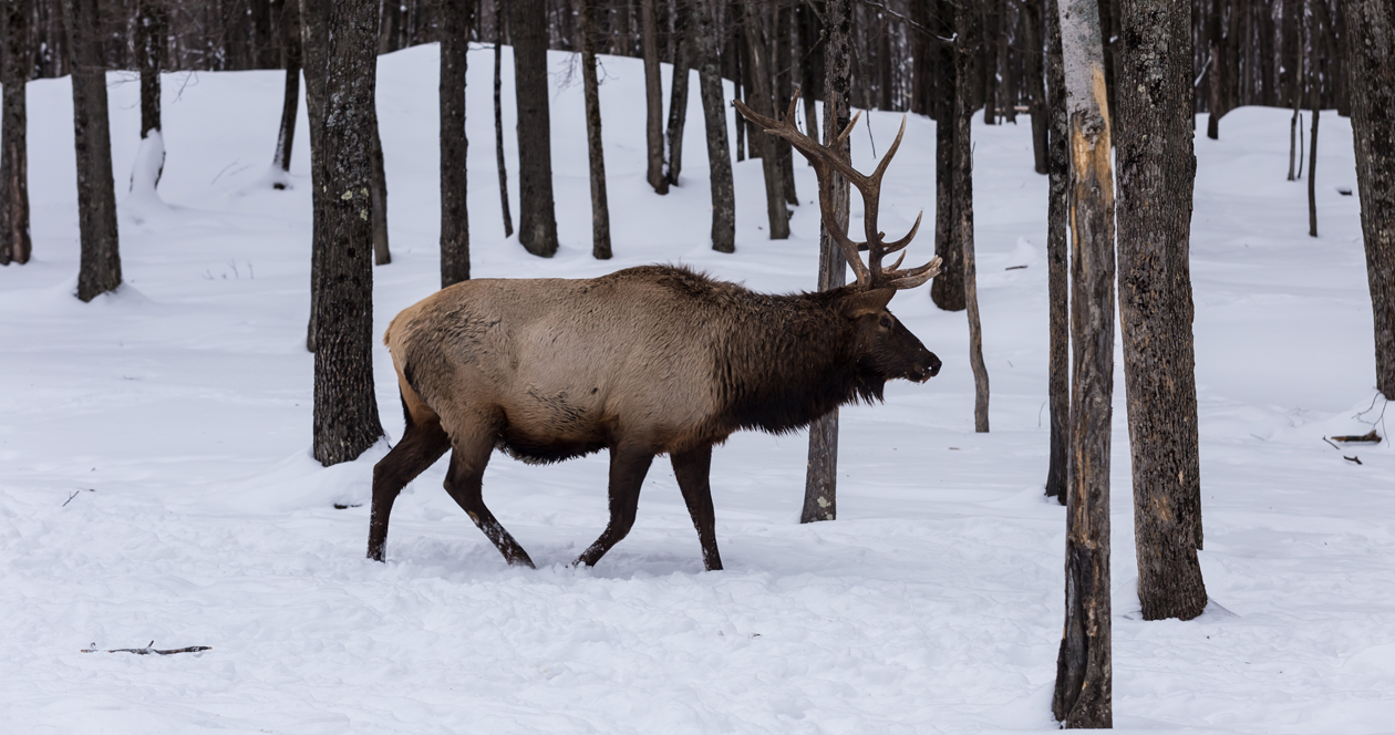 Accidental shooting results in criminal charges for Colorado hunter ...