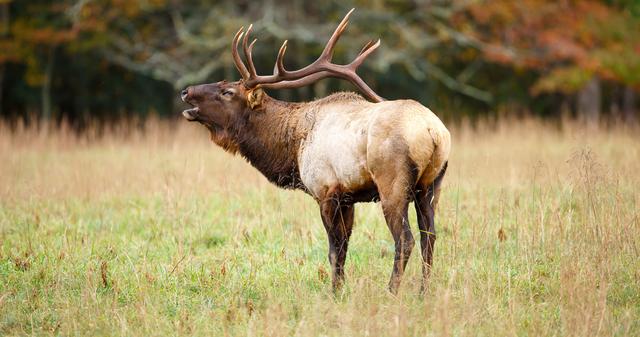 Idaho farmer payout for elk damage exceeds $1 million // GOHUNT. The ...