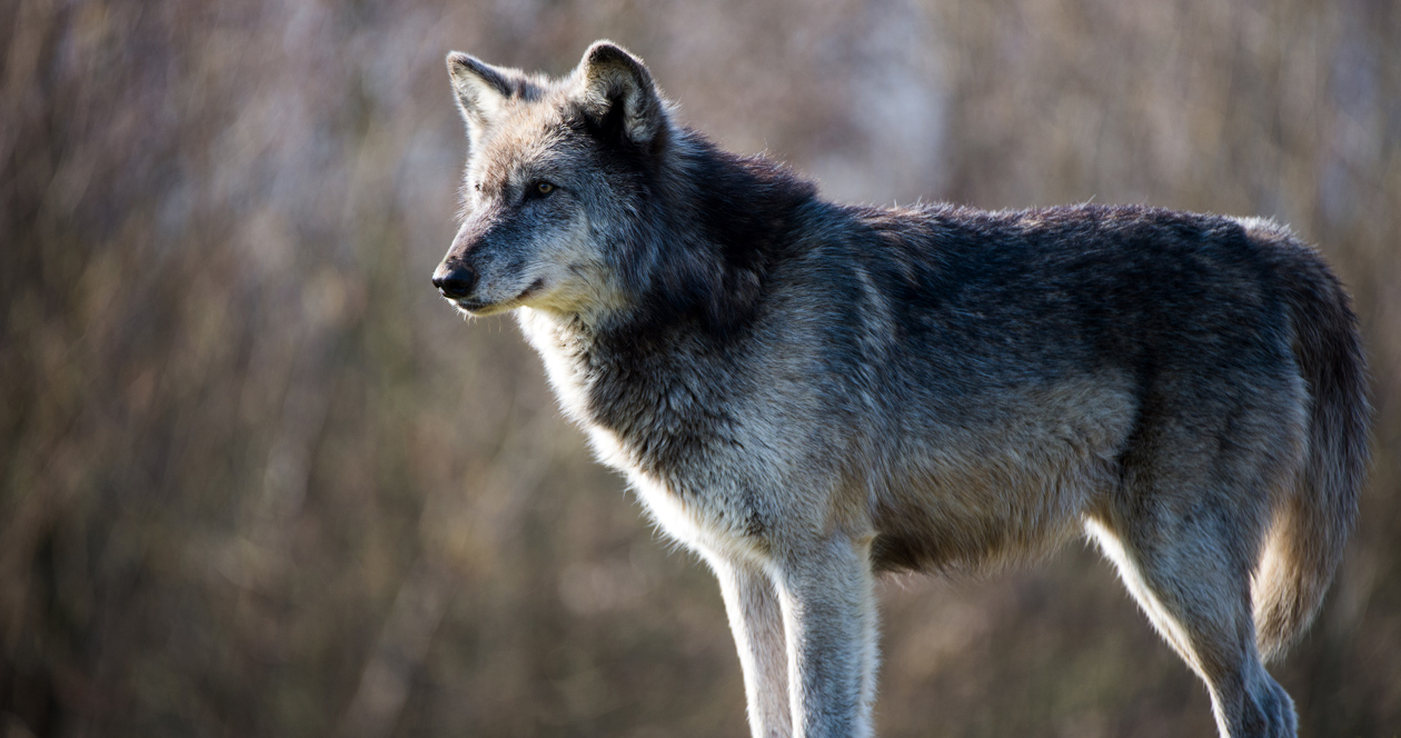 California wolves retain protections // GOHUNT. The Hunting Company