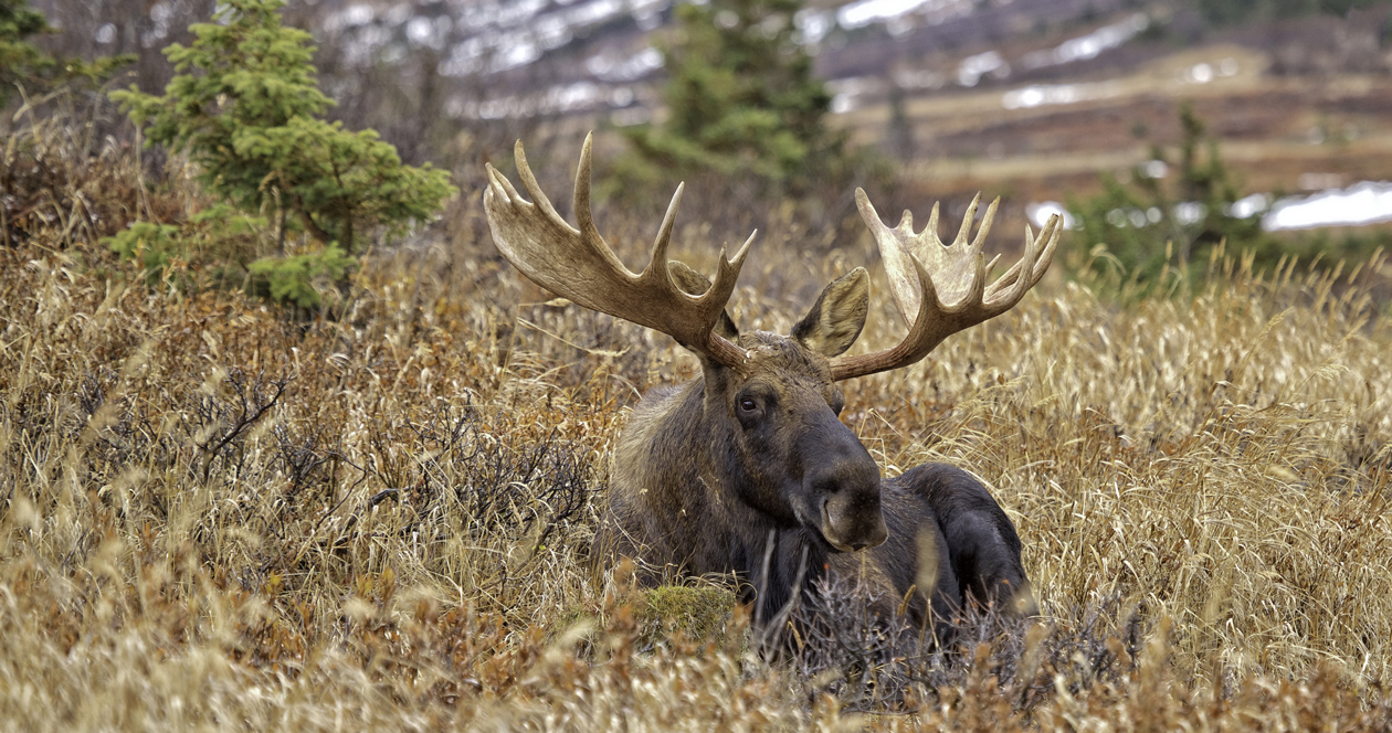 Colorado introduces controversial big game bill // GOHUNT. The Hunting ...