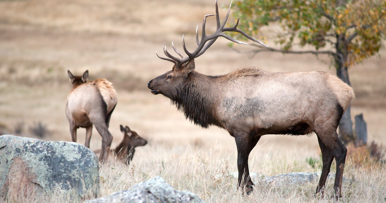 Colorado launches elk study to determine human recreation effects on ...