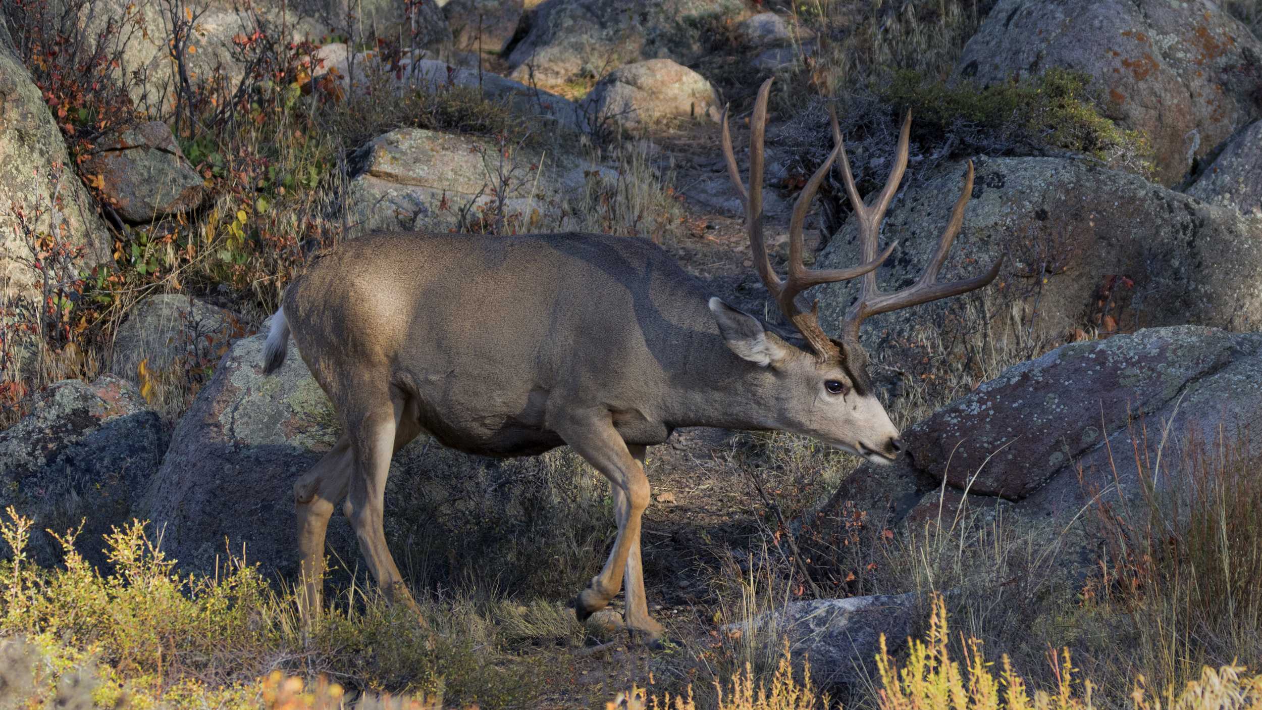 Application Strategy 2026: Arizona deer, sheep, and bison - insights ...