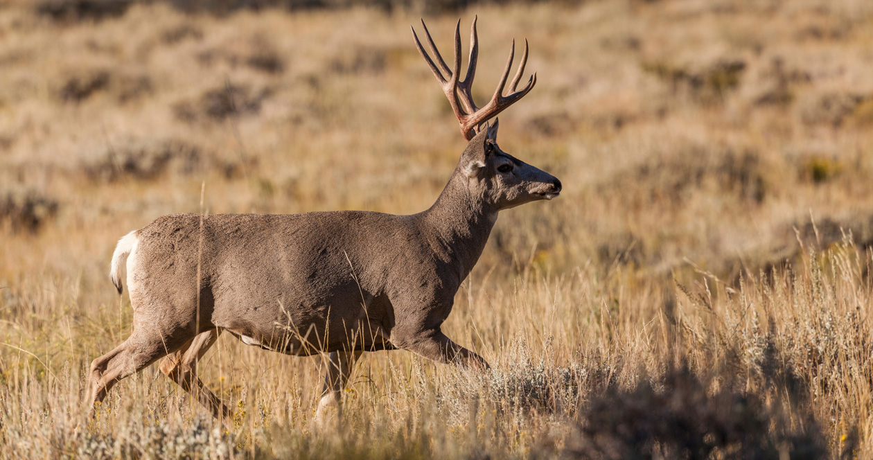 Montana confirms two more cases of CWD // GOHUNT. The Hunting Company