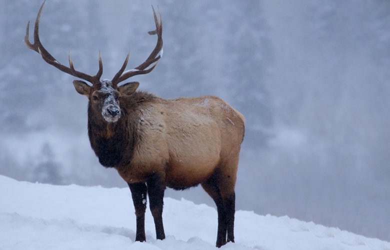 More than 1,000 poaching cases each year in Utah // GOHUNT. The Hunting ...