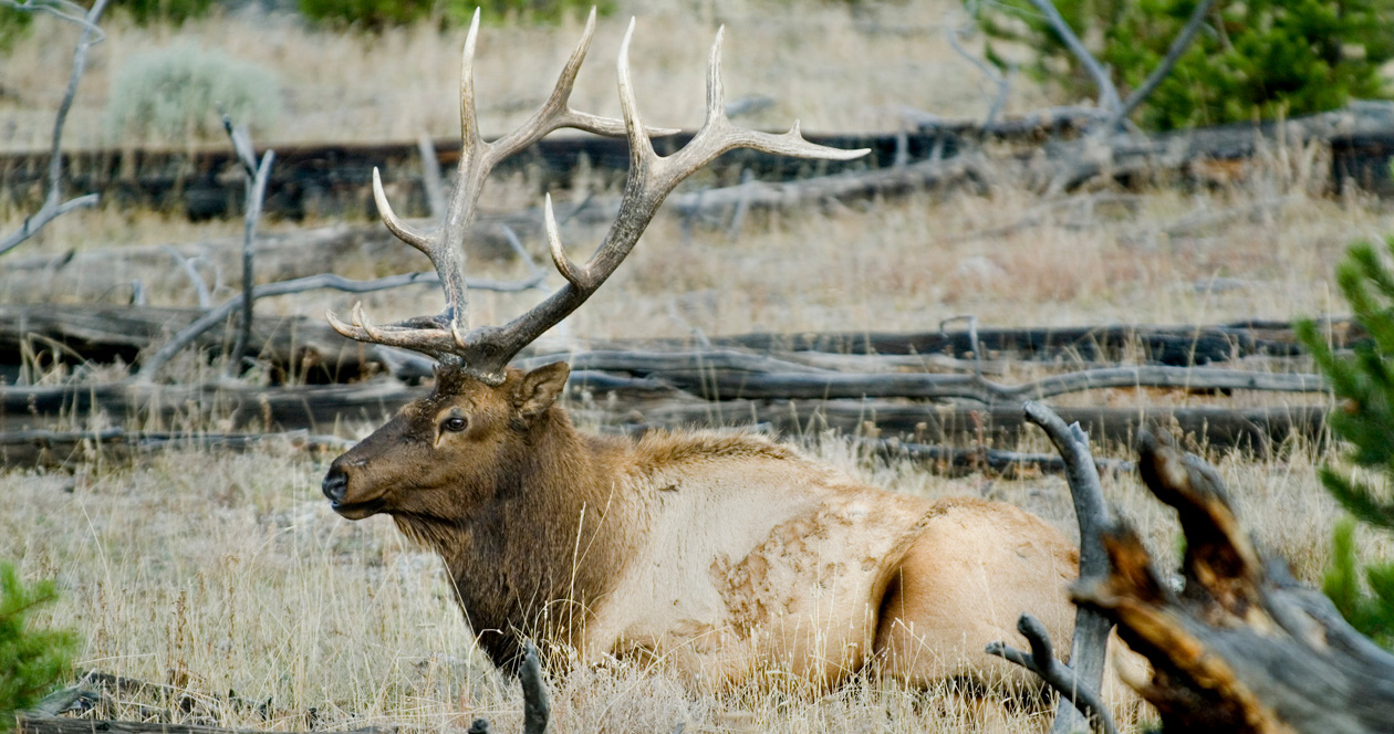 Arizona increases reward for poached bull elk case // GOHUNT. The ...