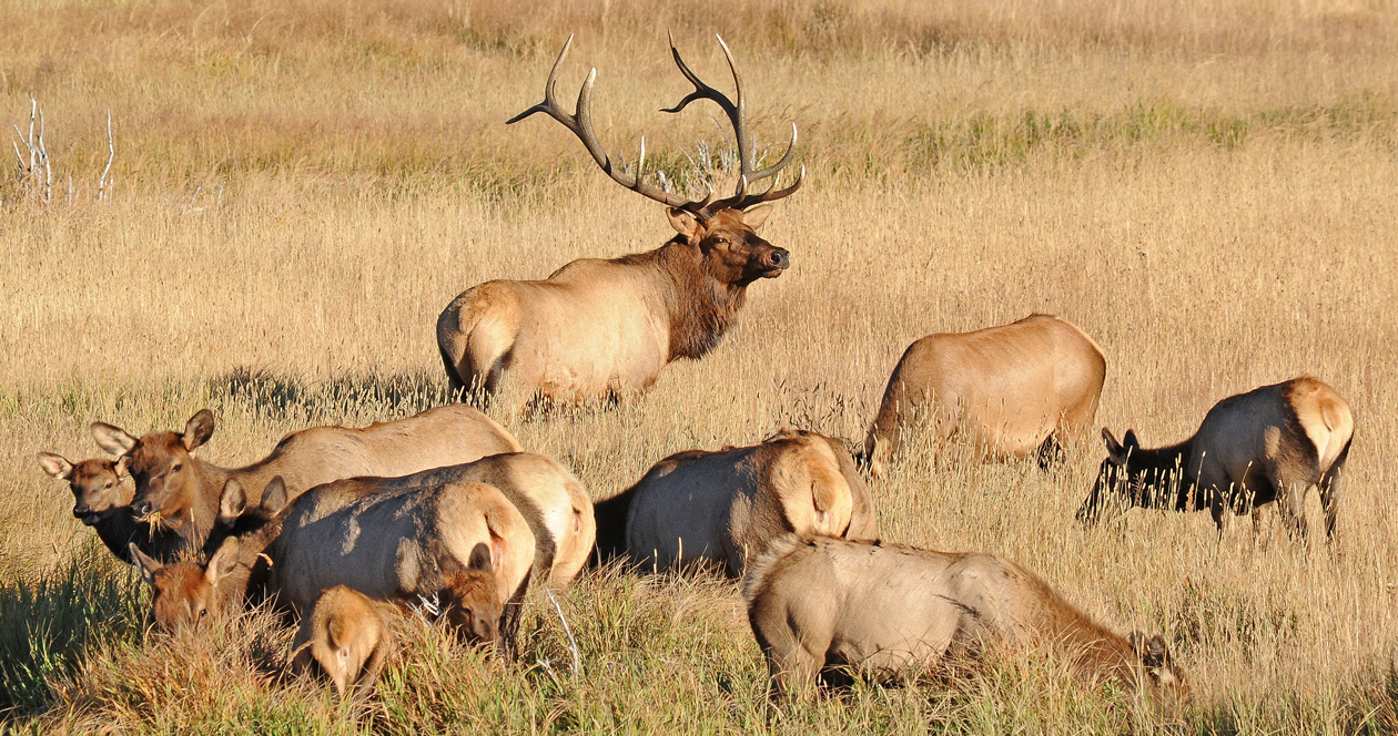 Elk ravage Washington farm eating 100,000 lbs of berries // GOHUNT. The ...
