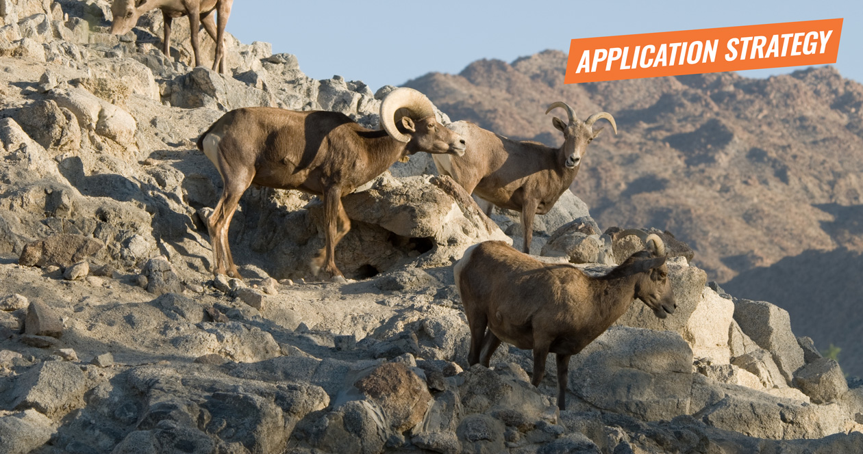 APPLICATION STRATEGY 2018: Nevada Sheep, Mtn Goat, Antelope // GOHUNT. The Hunting Company