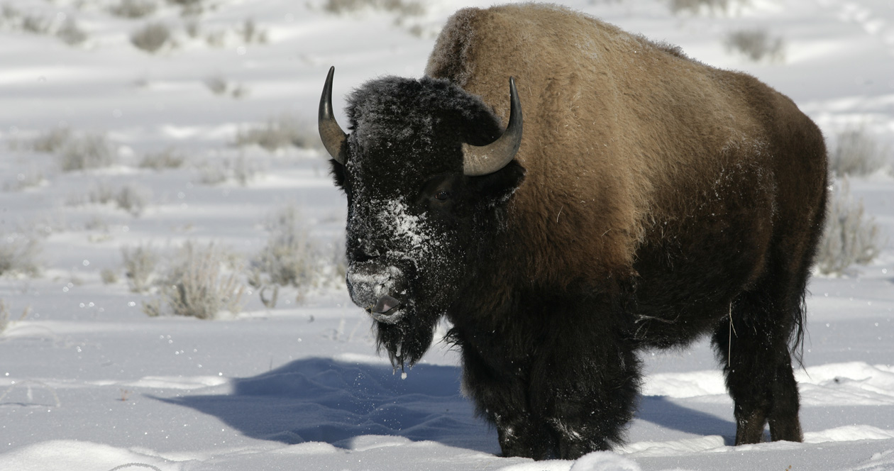 Bison cull underway at Yellowstone National Park // GOHUNT. The Hunting ...