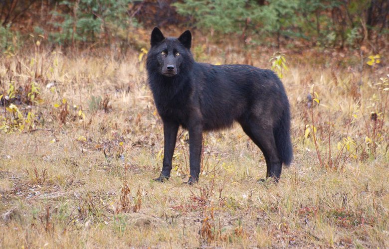 Wyoming wolves regain federal protection // GOHUNT. The Hunting Company