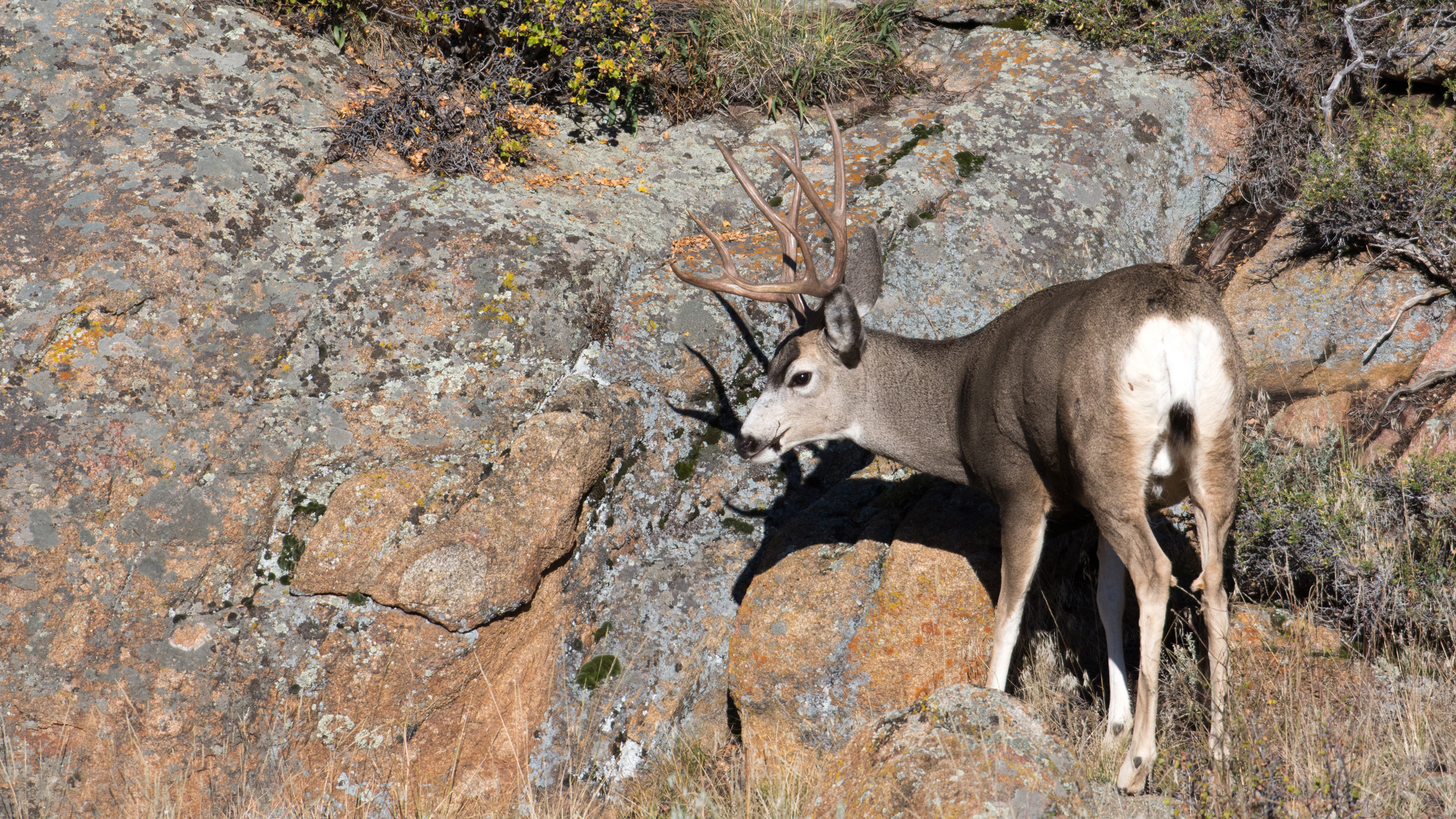 Application Strategy 2026: Oregon deer draw tips, strategies and ...