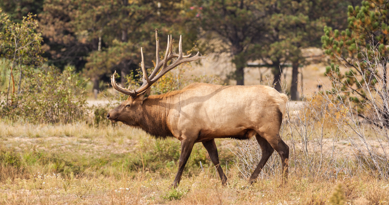 Application Strategy 2022: New Mexico Elk // GOHUNT. The Hunting Company