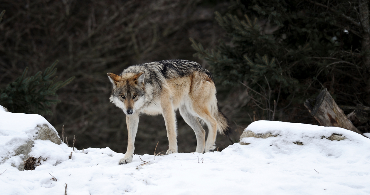 Colorado wolf ballot passes // GOHUNT. The Hunting Company