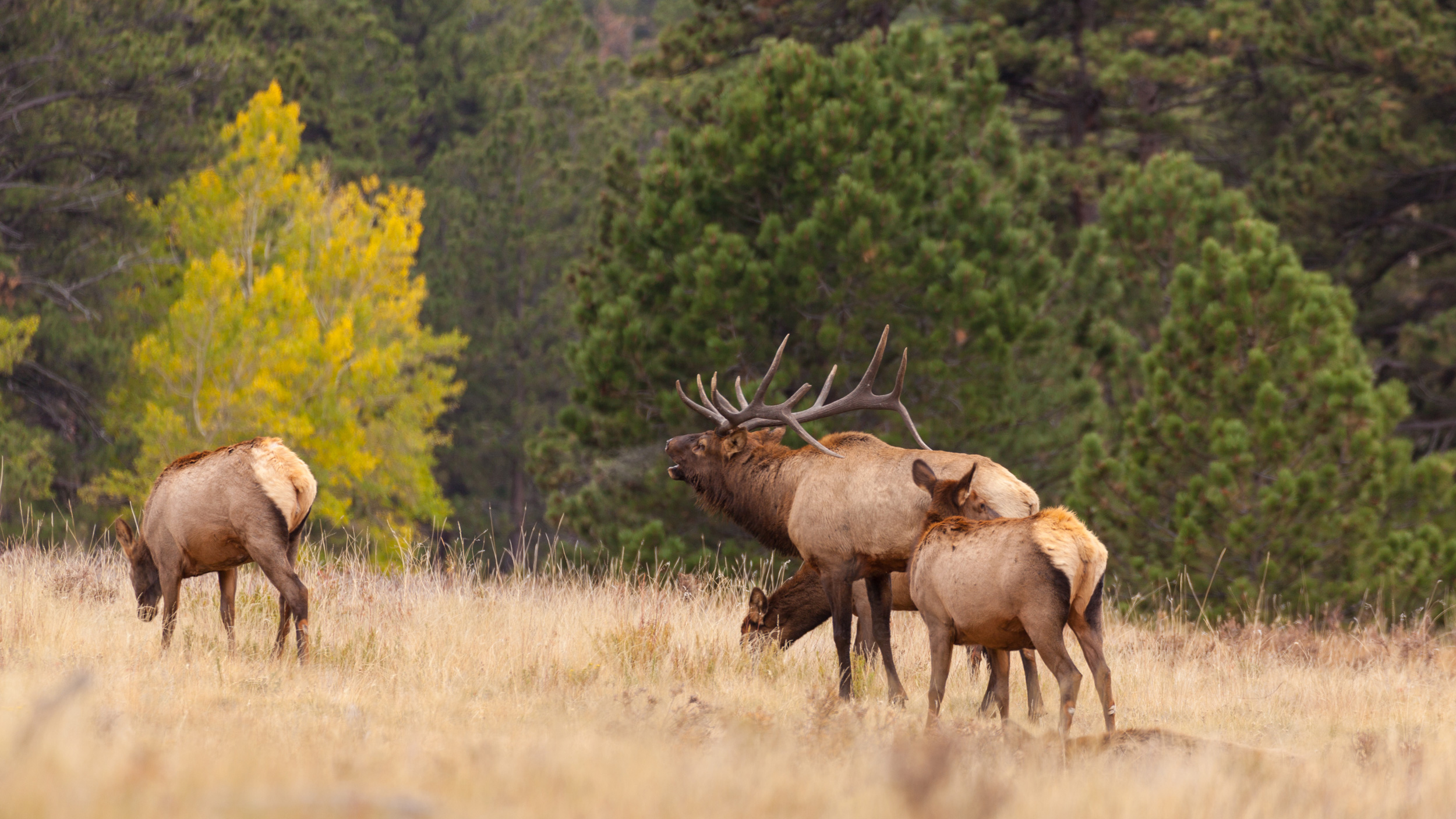 Big changes to Colorado big game draw approved starting the 2028 season ...
