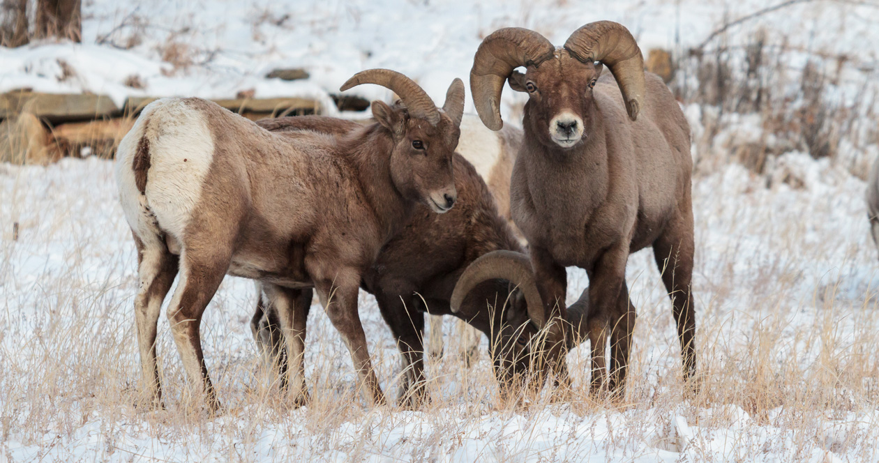Ferris-Seminoe bighorn sheep herd targeted in Wyoming // GOHUNT. The ...