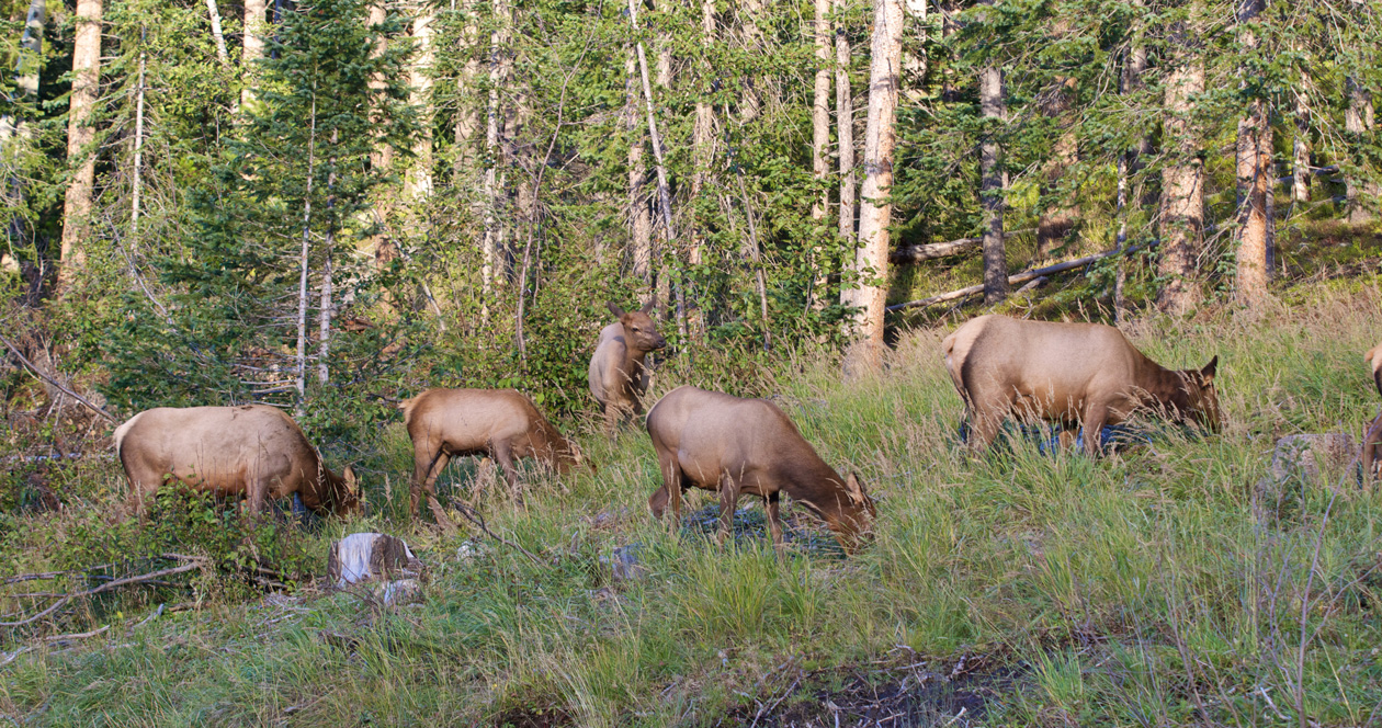 IDFG turns to university to tackle overcrowding and other issues ...