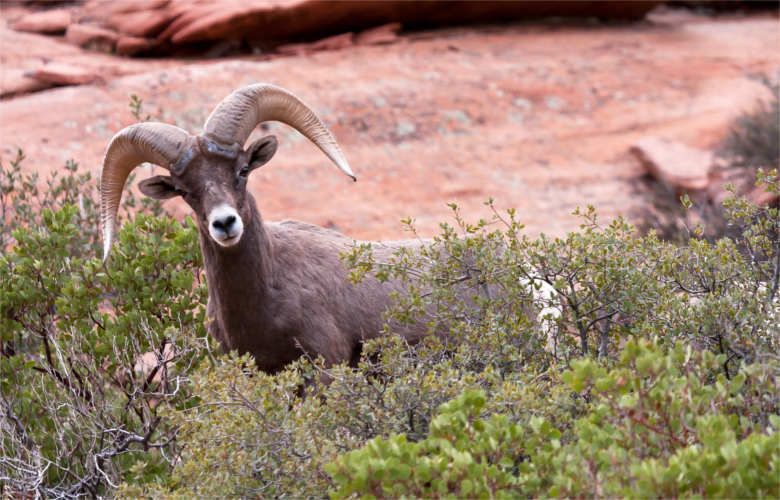 California gets grant for bighorn sheep research // GOHUNT. The Hunting ...