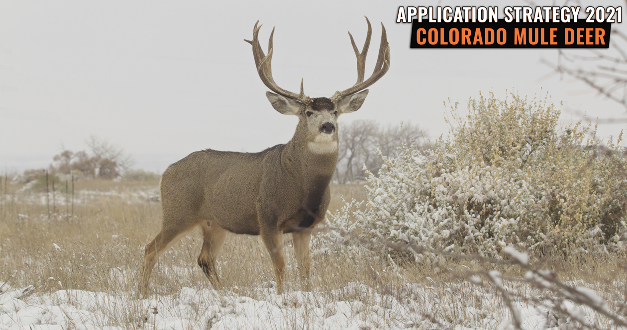APPLICATION STRATEGY 2021: Colorado Mule Deer // GOHUNT. The Hunting Company