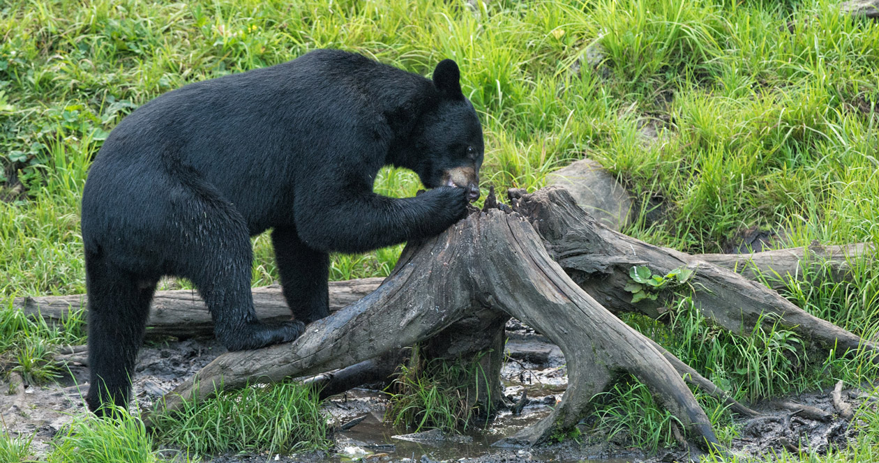Washington forestry bear baiting program criticized // GOHUNT. The ...