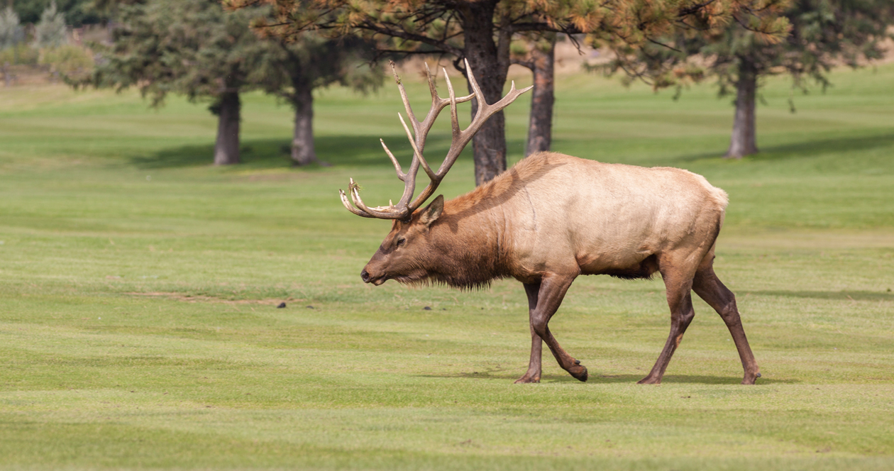 23 hunters get a chance to hunt Arkansas elk this fall // GOHUNT. The ...